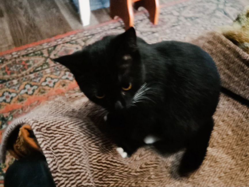 Котенок