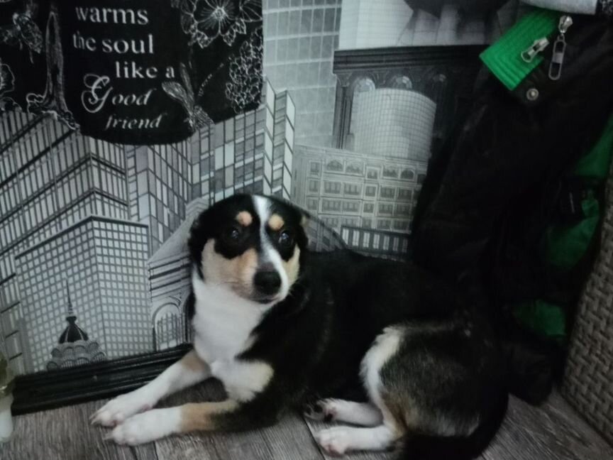 Собака в добрые руки отдам бесплатно