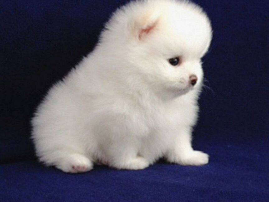 Померанский шпиц