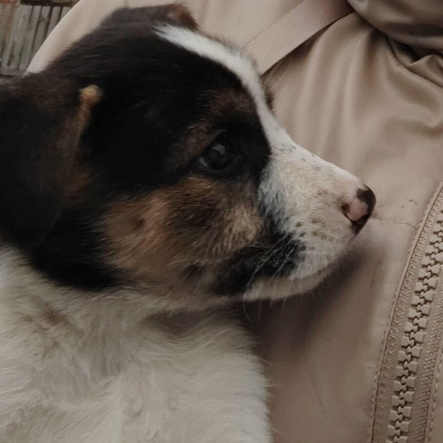 Щенки 1.5 мес девочки