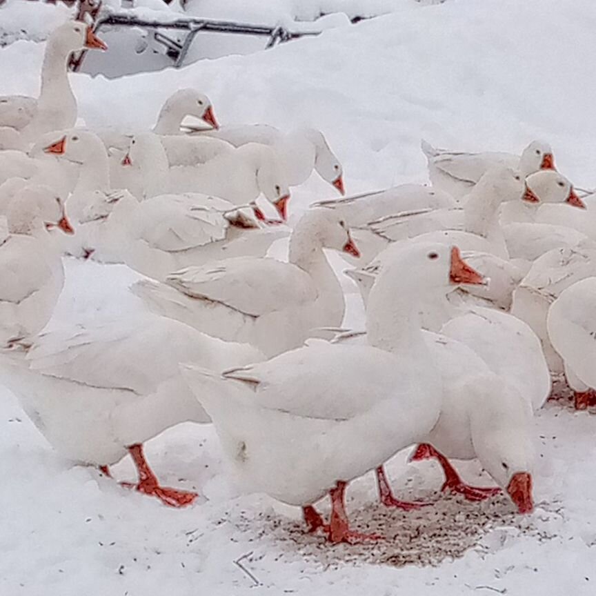 Гуси на племя