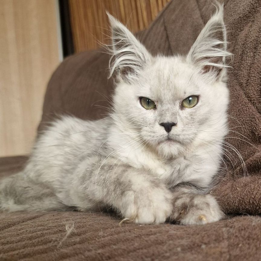 Мейн-кун котёнок