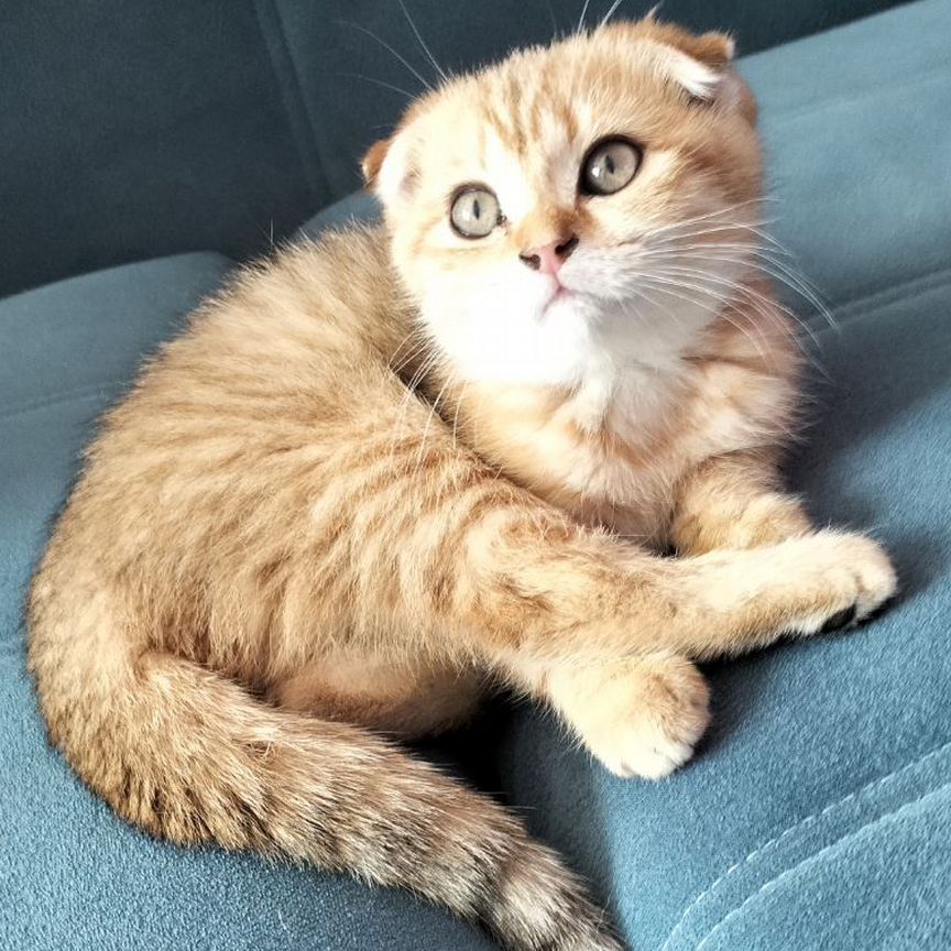 Золотая шиншила