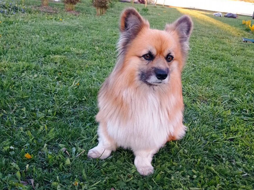 Корги вязка