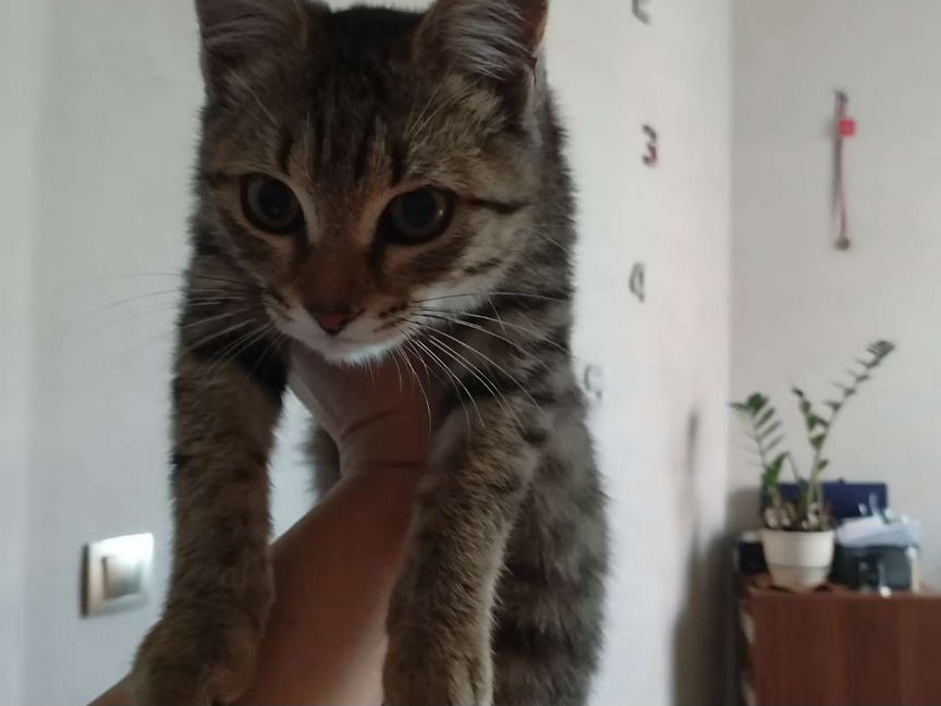 Европейский котенок