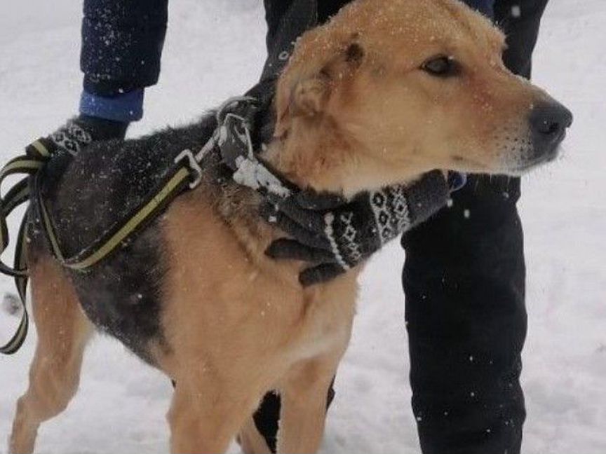 Метис гончей, Ричи, 1 год
