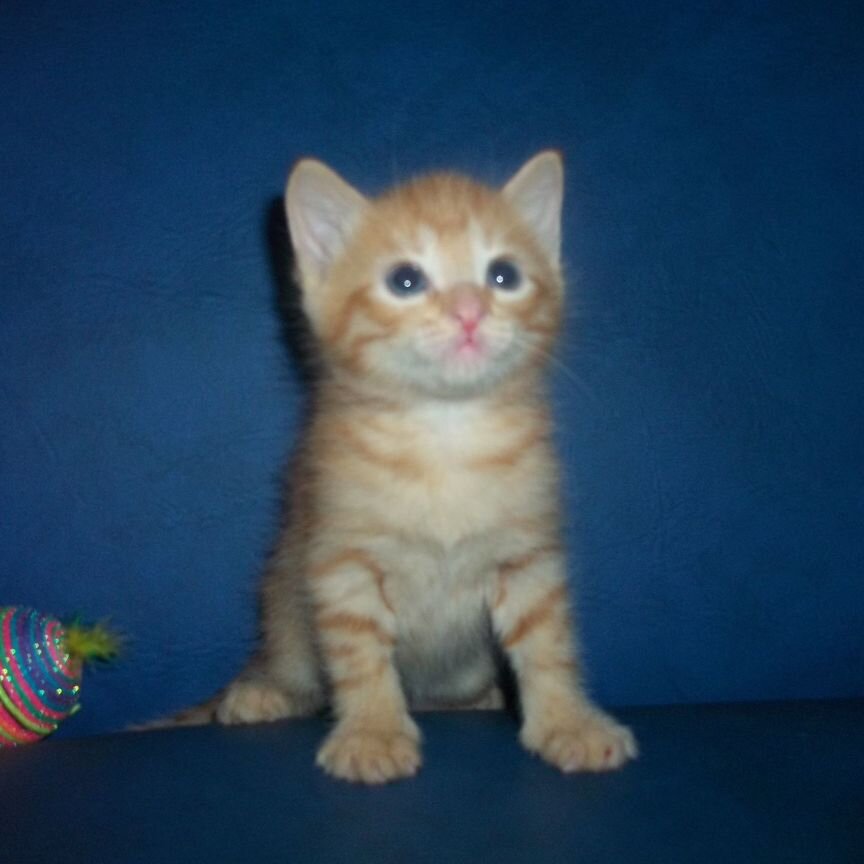 Котята