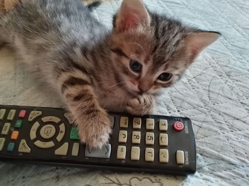 Котята в добрые руки бесплатно