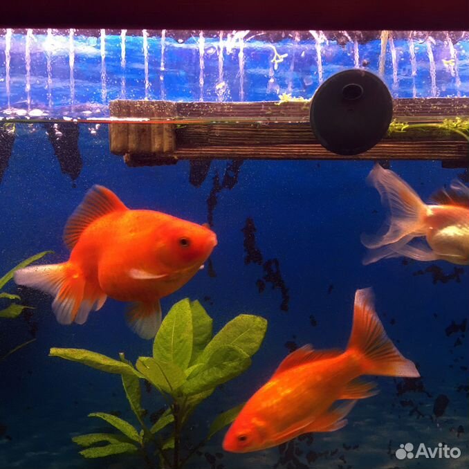 Золотая рыбка аквариумная крупная