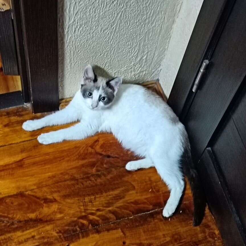 Домашние животные кошки