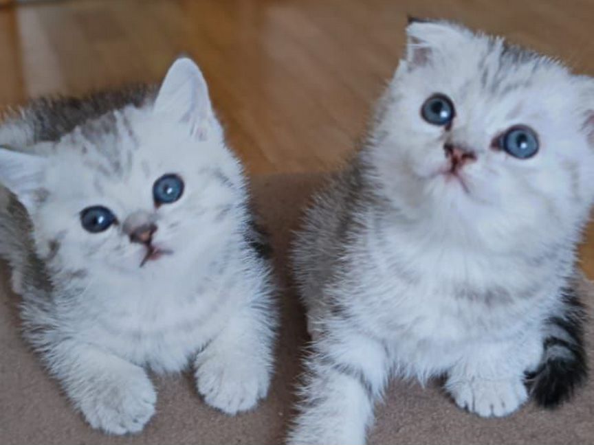 Шотландские котята вискас