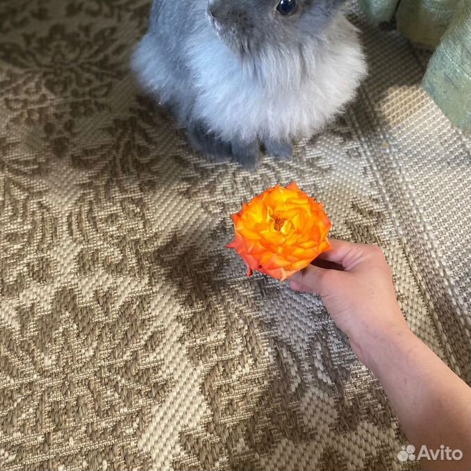 Львиноголовый кролик