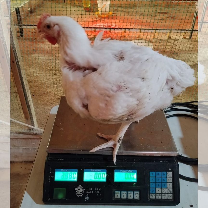 Бройлеры живьём