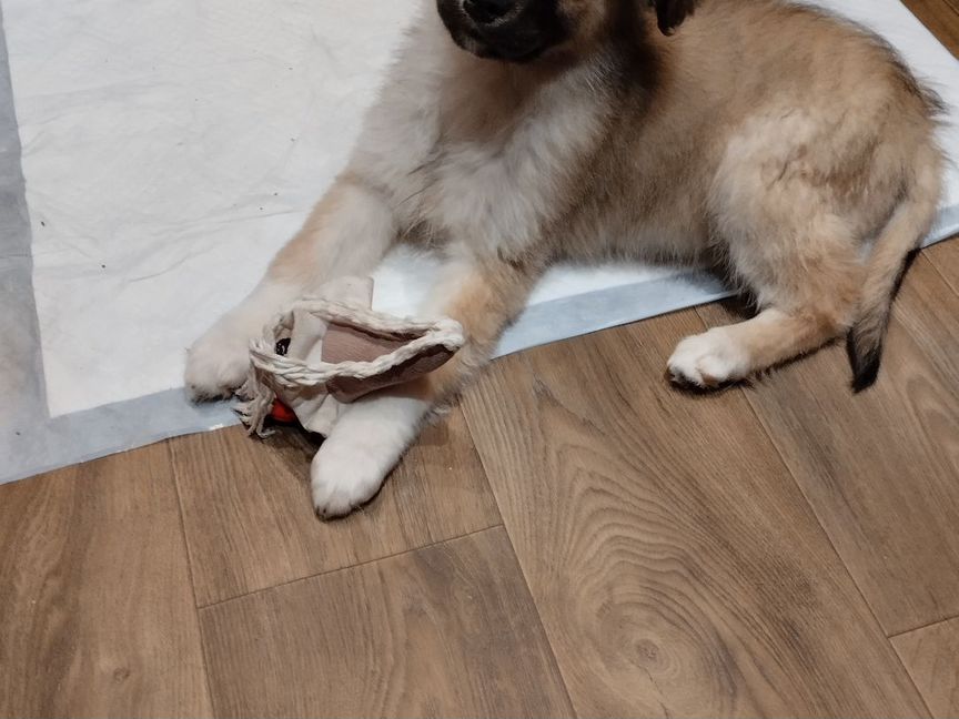 Нежность и Любовь