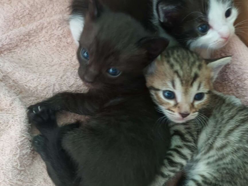 Котята в добрые руки