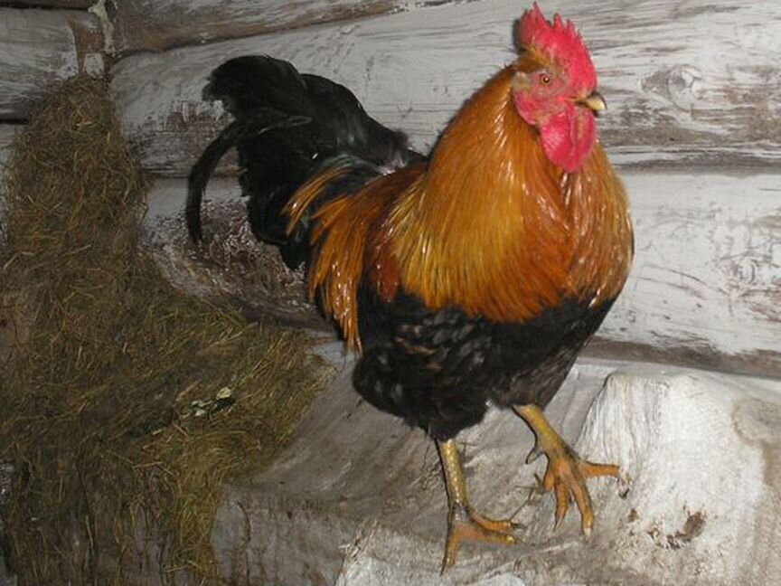 Петух, Юрловская голосистая порода