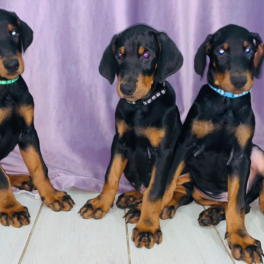 Доберманчики