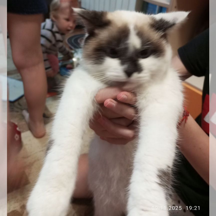 Взрослый кот в добрые руки