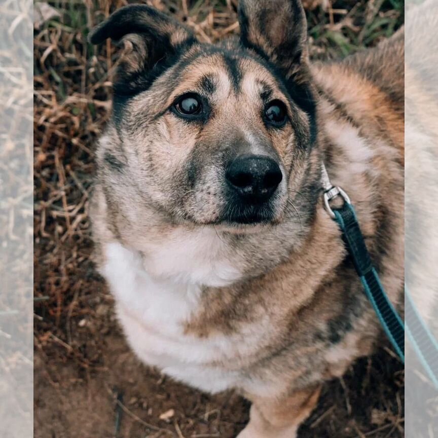 Взрослый пёс в добрые руки