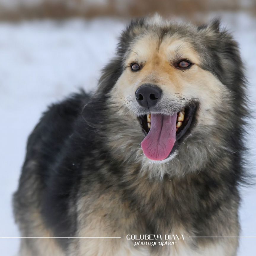 Собака в добрые руки - Гамма