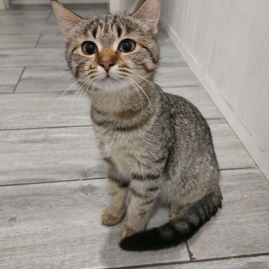 Котята девочки 5 месяцев