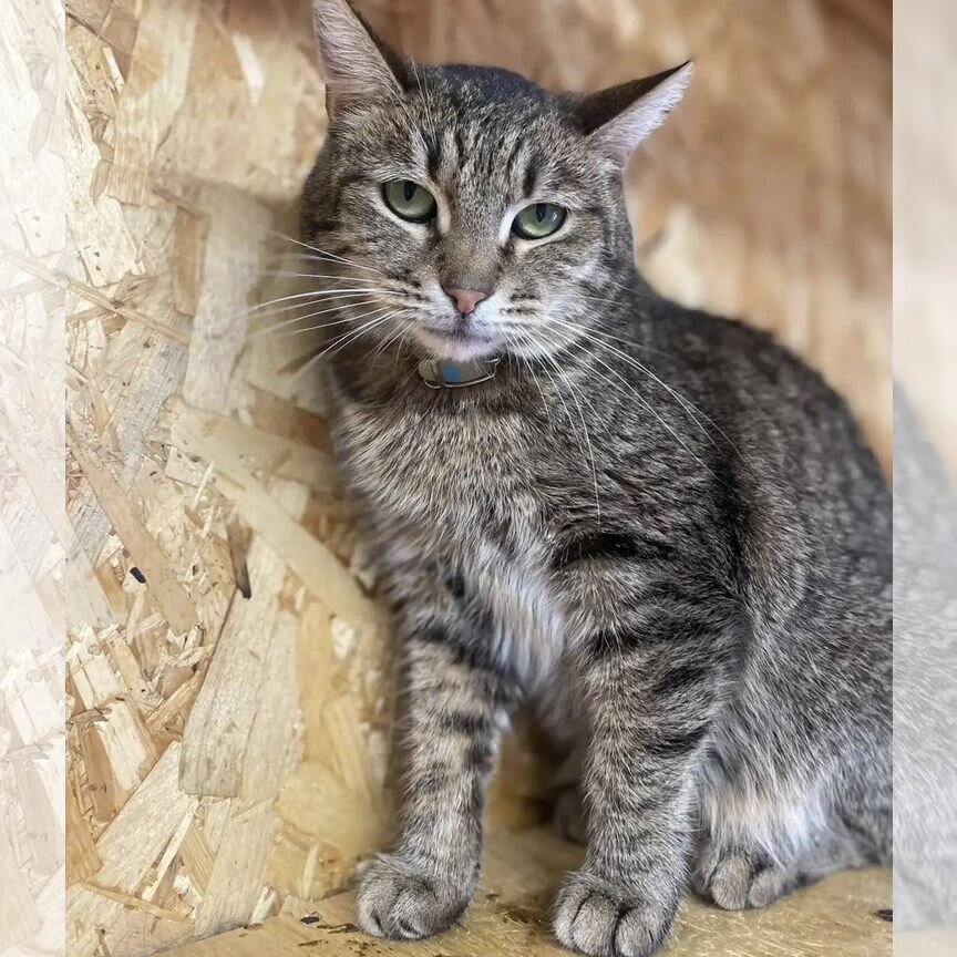 Взрослый кот в добрые руки