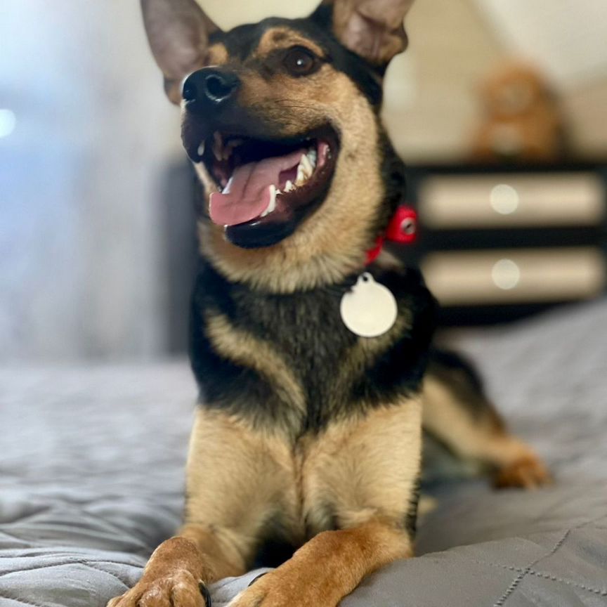 Маленький Кевин 1,5 года ищет дом