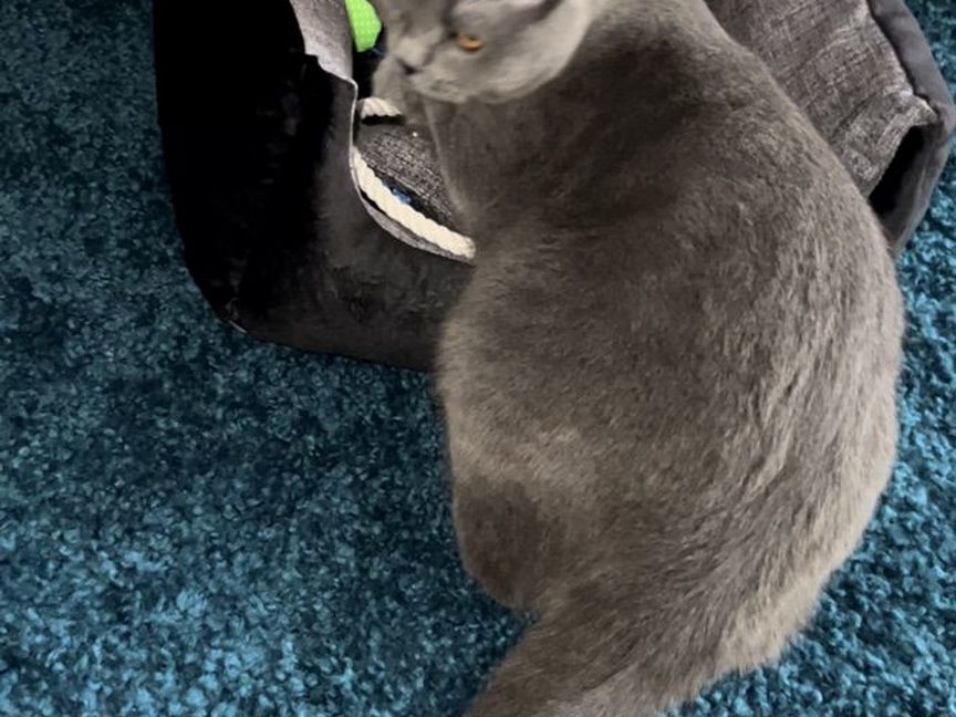 Кот британец 2 года