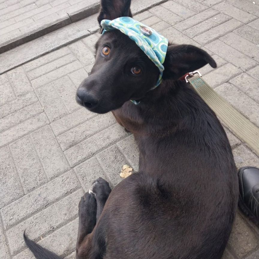 Собака в добрые руки