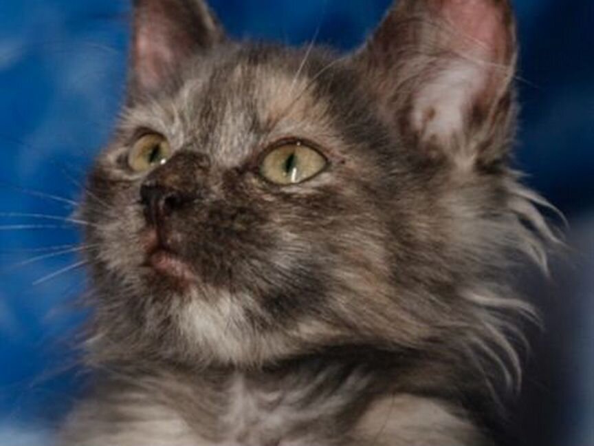 Кошечка