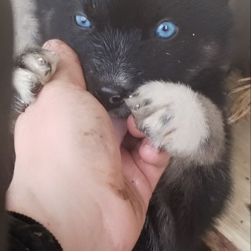 Отдам бесплатно щенков