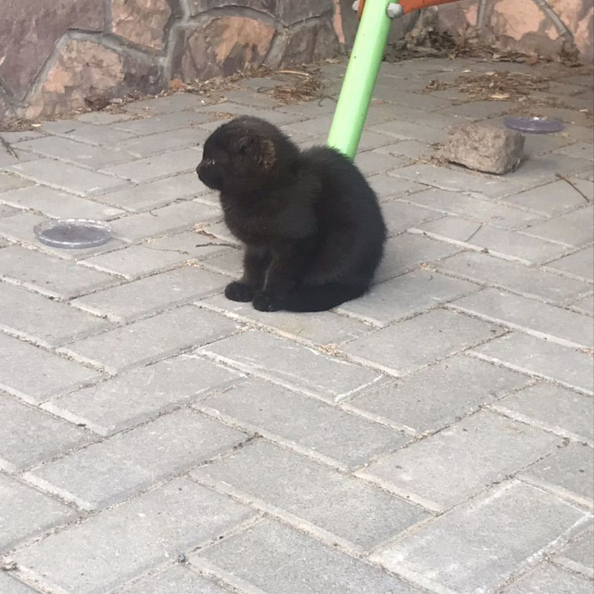 Отдам в хорошие руки