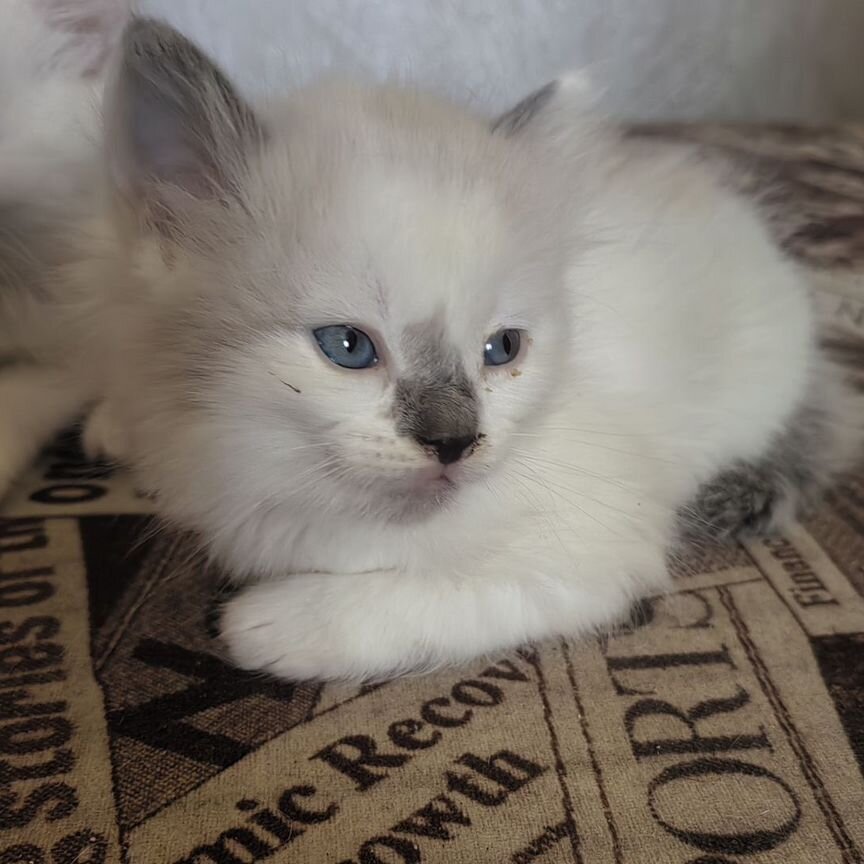 Русский голубой котёнок