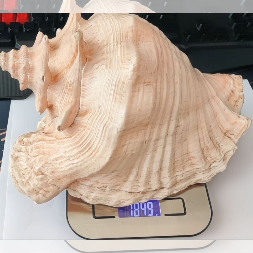 Раковина морская большая