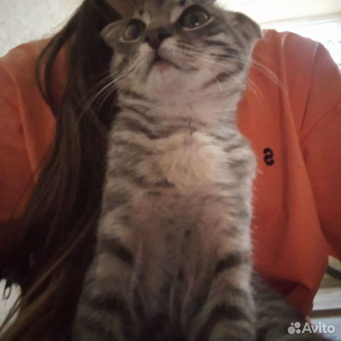 Вислоухий котёнок серый-белый