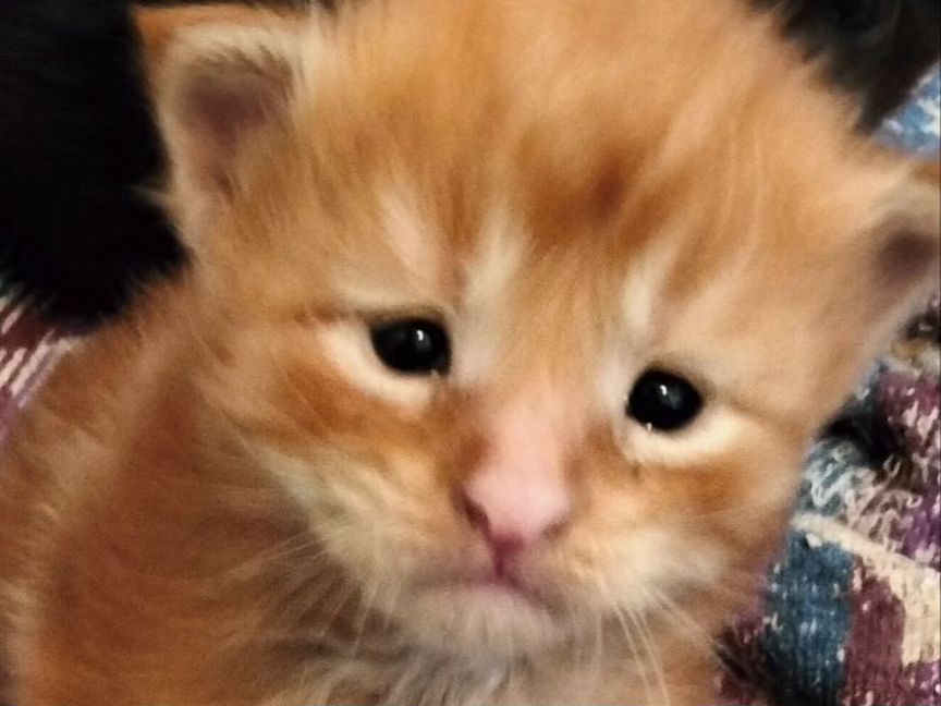 Домашние животные