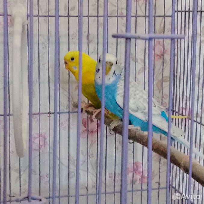 Волнистые попугаи две девочки