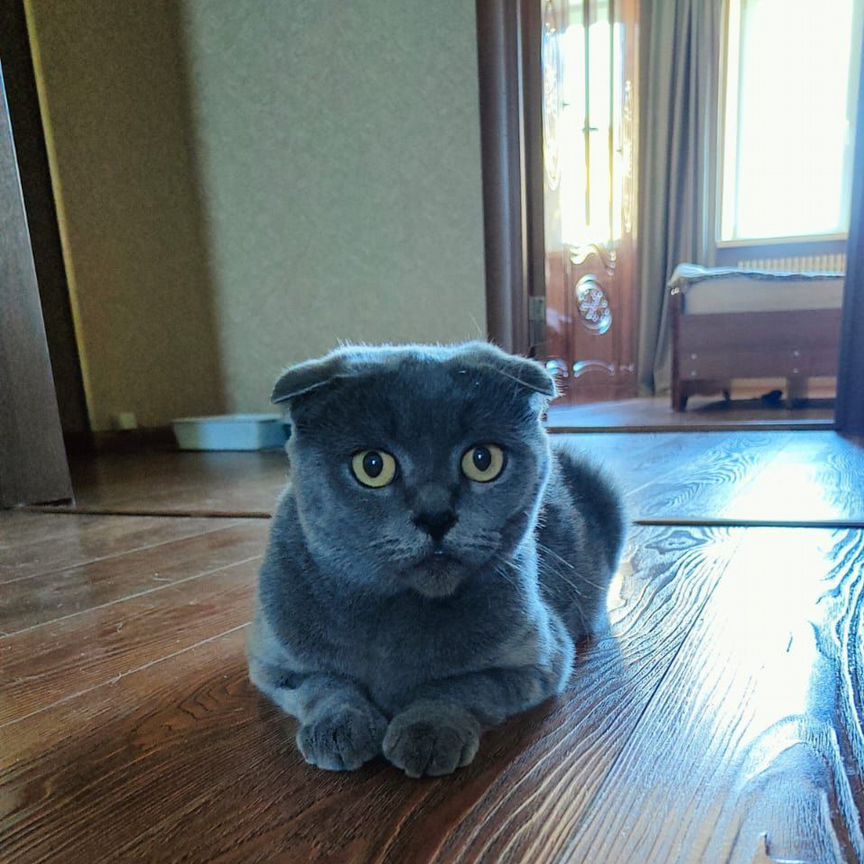 Вислоушка в дар