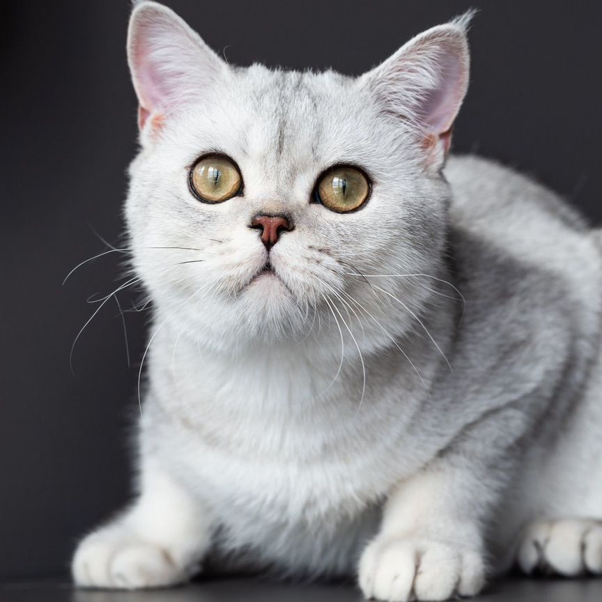 Шотландский кот