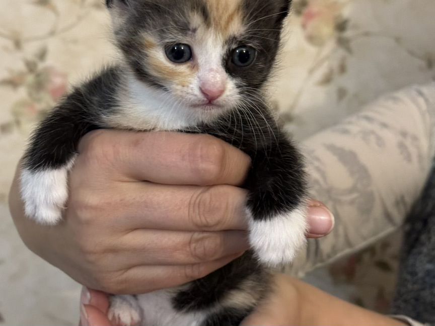Котенок девочка в добрые руки