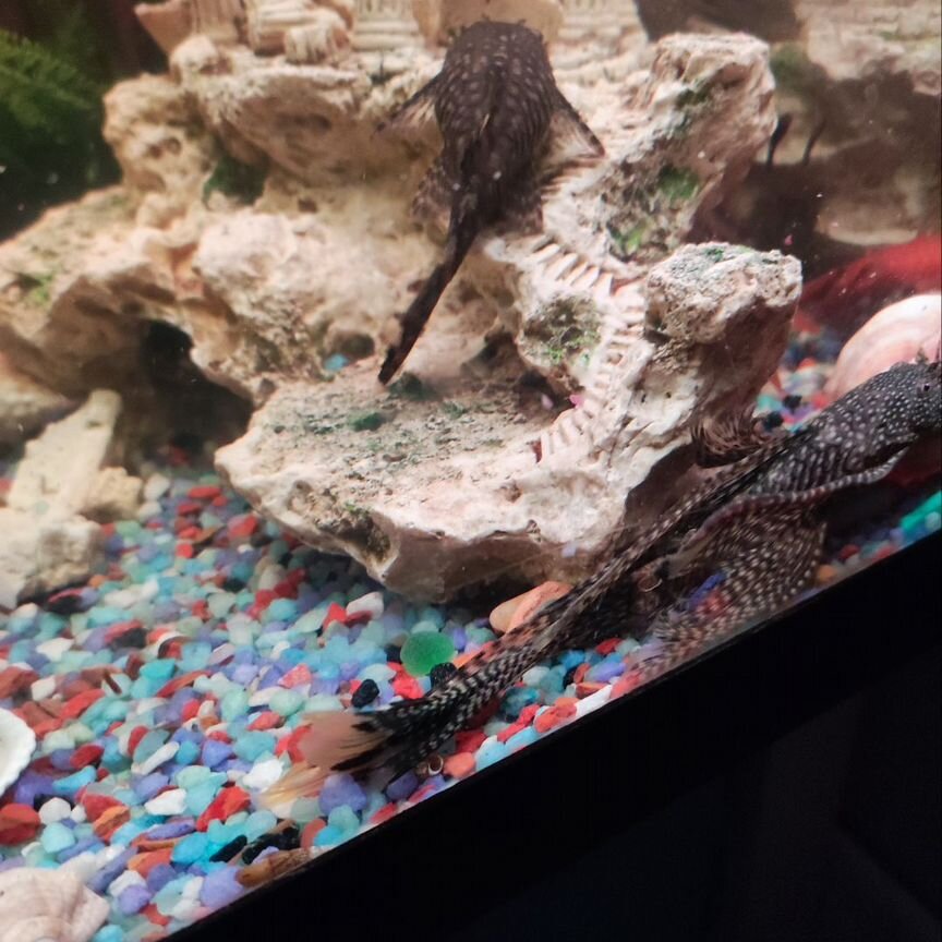 Сомы сомики самочки