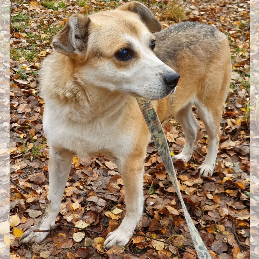 Взрослая собака в добрые руки