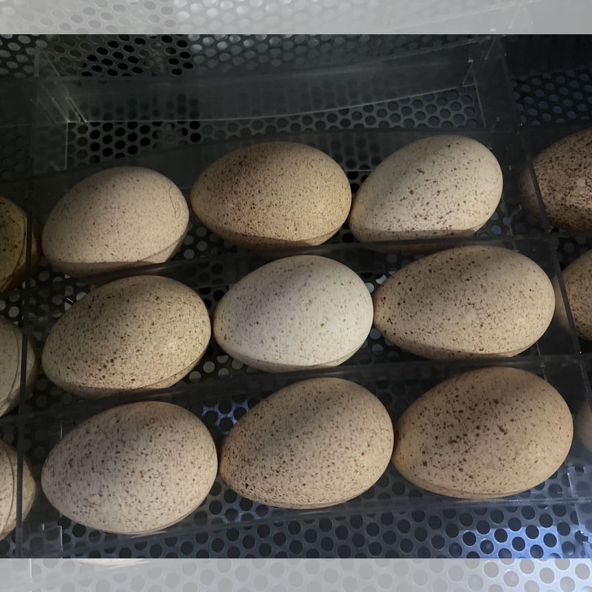 Инкубационное яйцо индейки