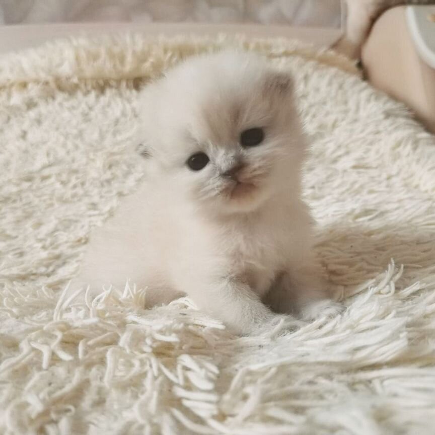 Шотландские котята