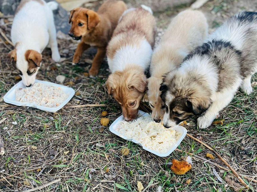 Щенки в добрые ручки