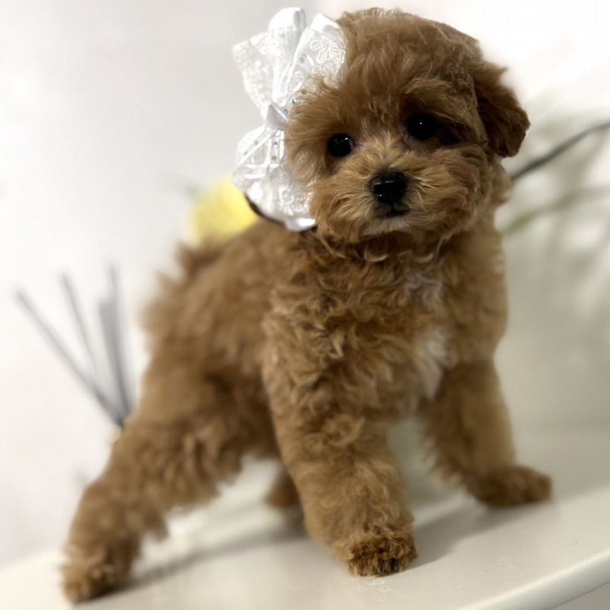 Мальтипу, щенок