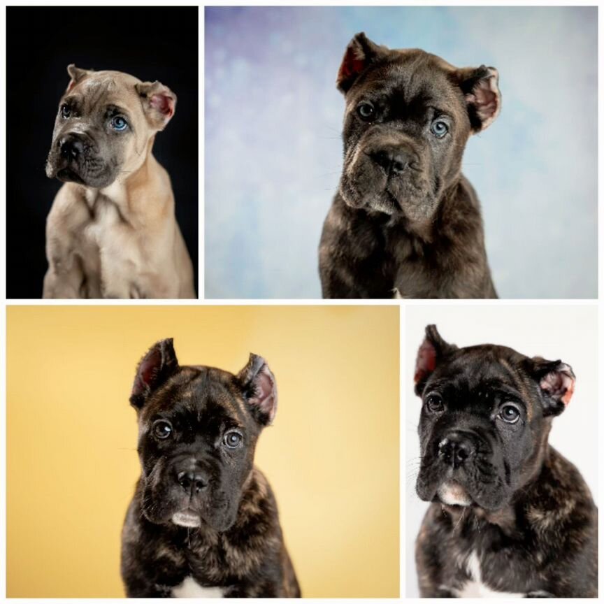 Корсо детки