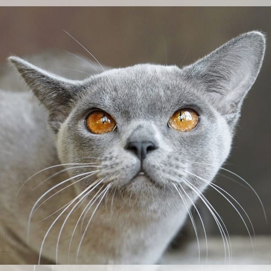 Европейский бурманский котёнок