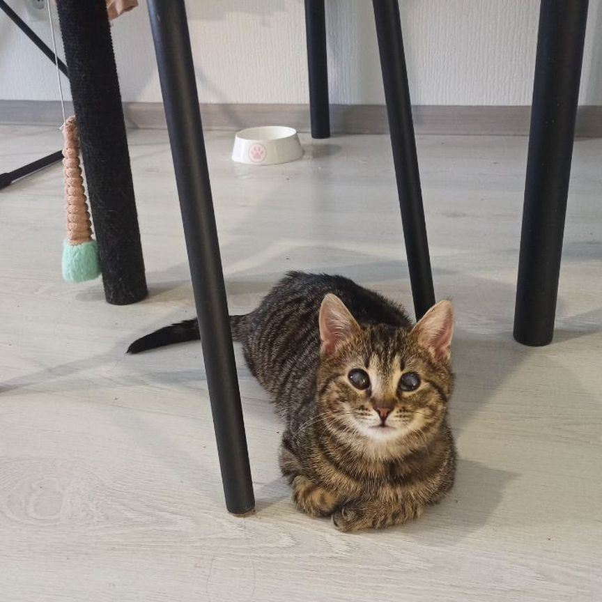Кошечка в добрые руки