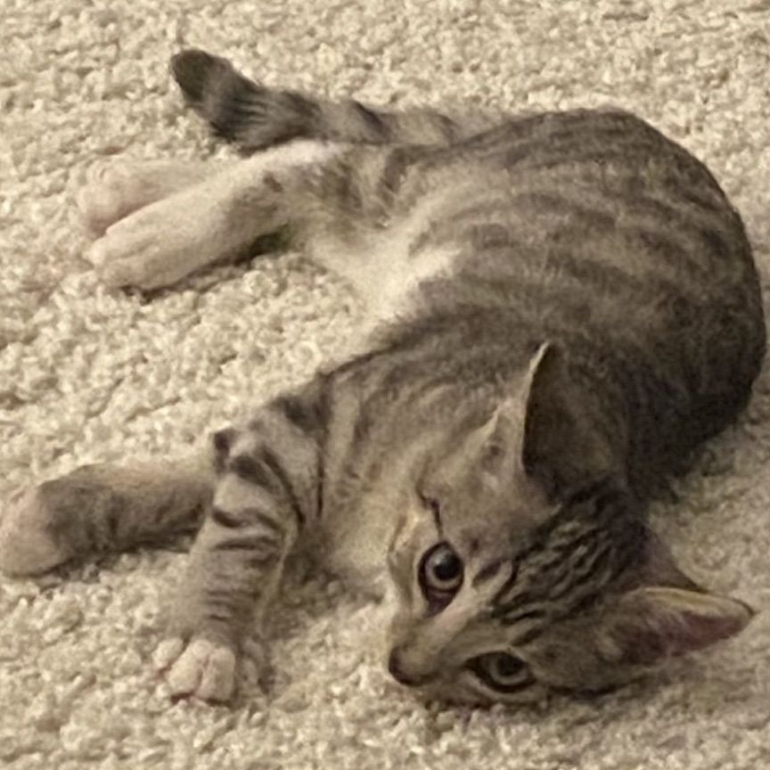 Котёнок от частного владельца